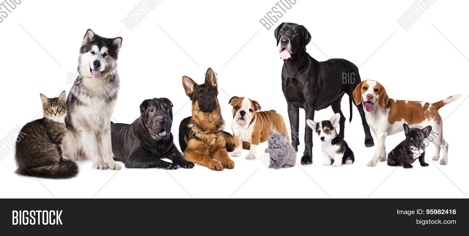 Group Dogs Cats Image & Photo (Free Trial) | Bigstock