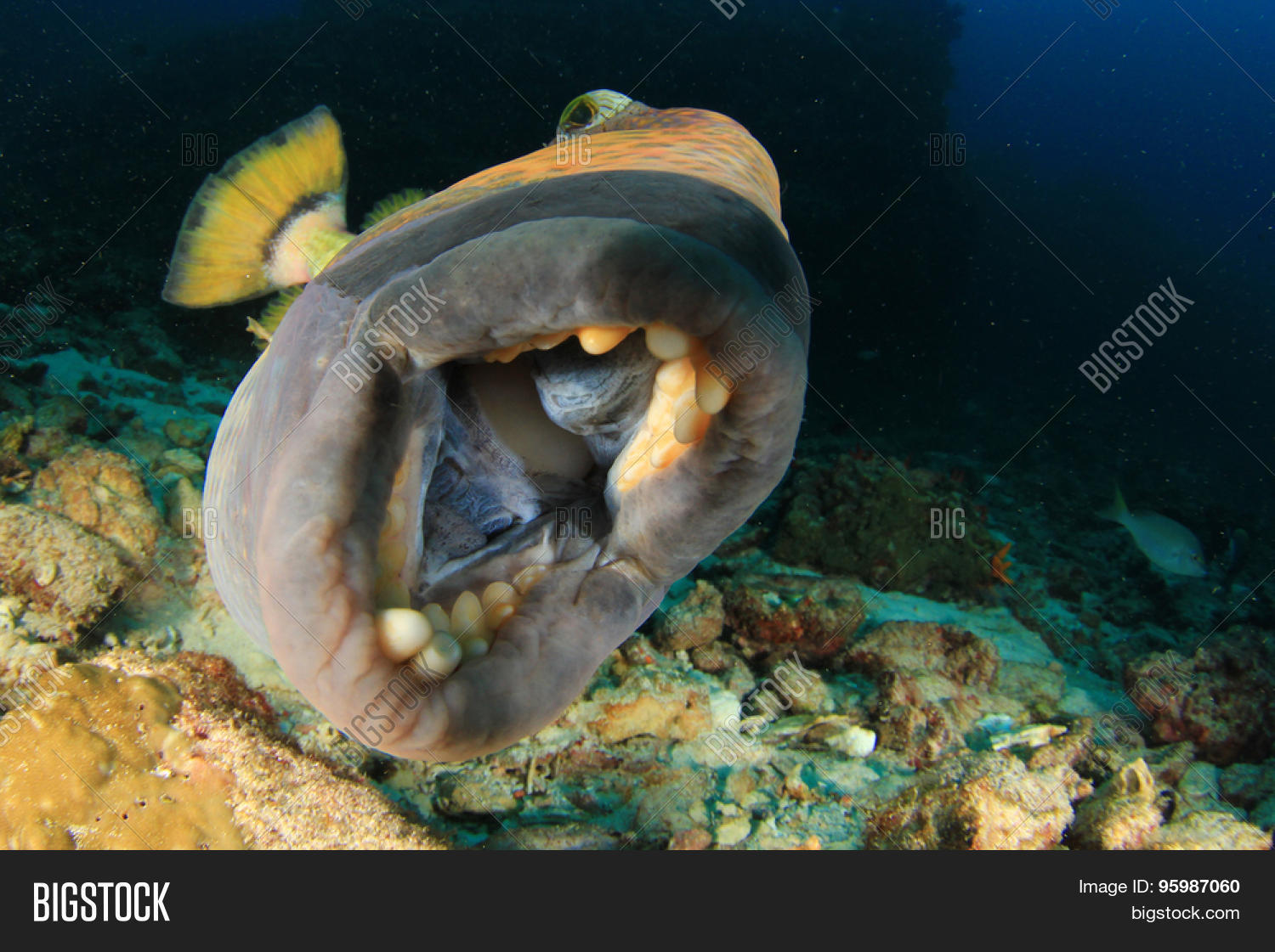 Fish Mouth Teeth: Image & Photo (Free Trial) | Bigstock