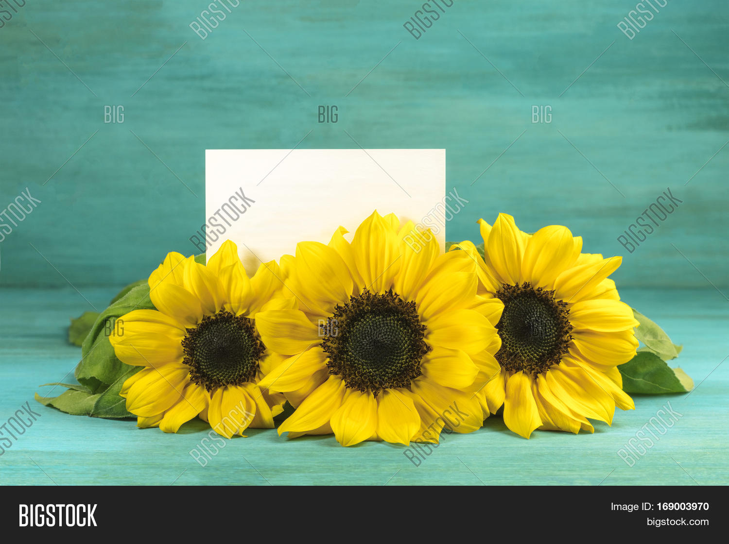 Photo Blank White Card Image & Photo (Free Trial) | Bigstock
