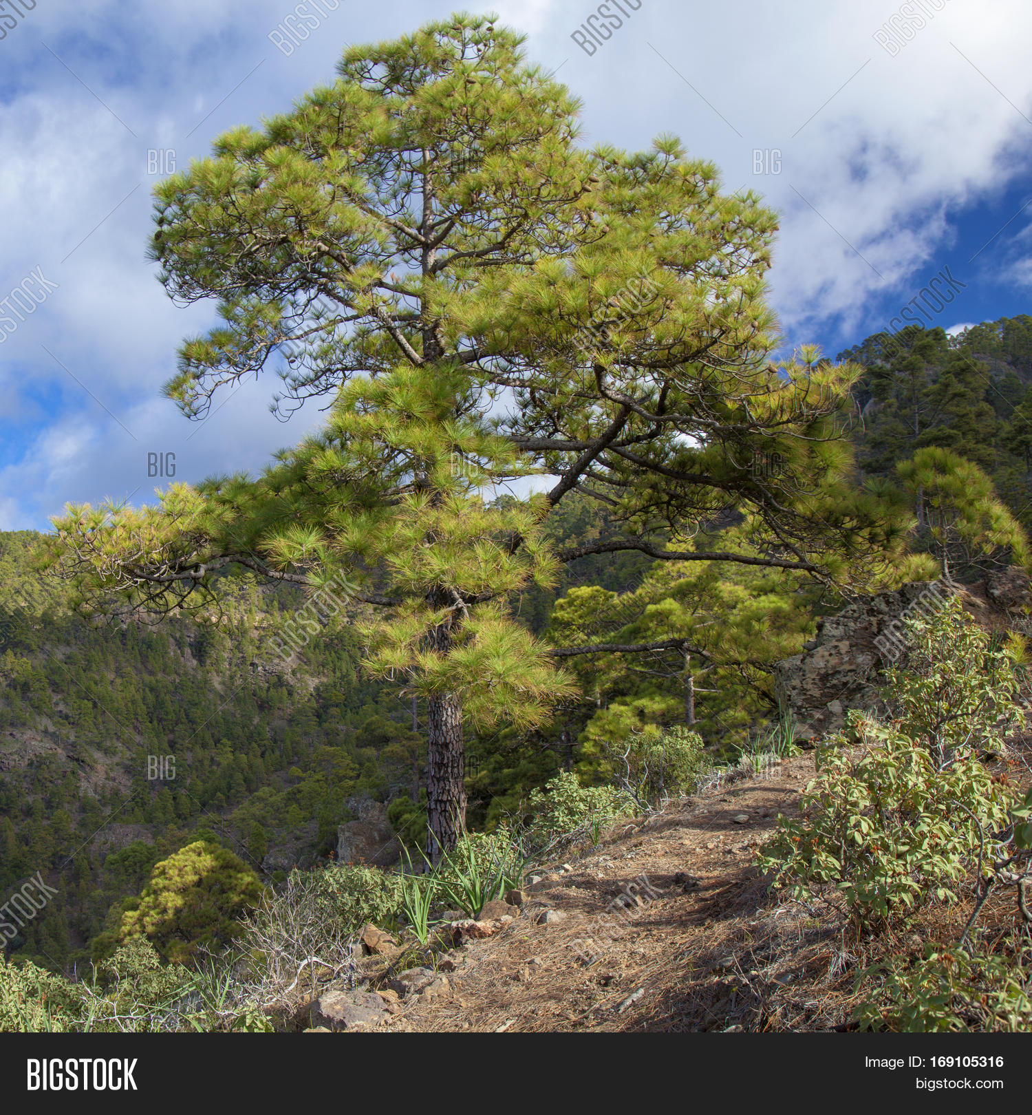 Central Gran Canaria Image & Photo (Free Trial) | Bigstock