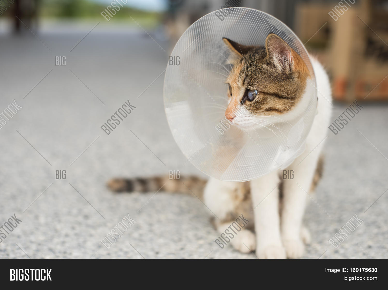 Little Cat Elizabethan Image & Photo (Free Trial) | Bigstock