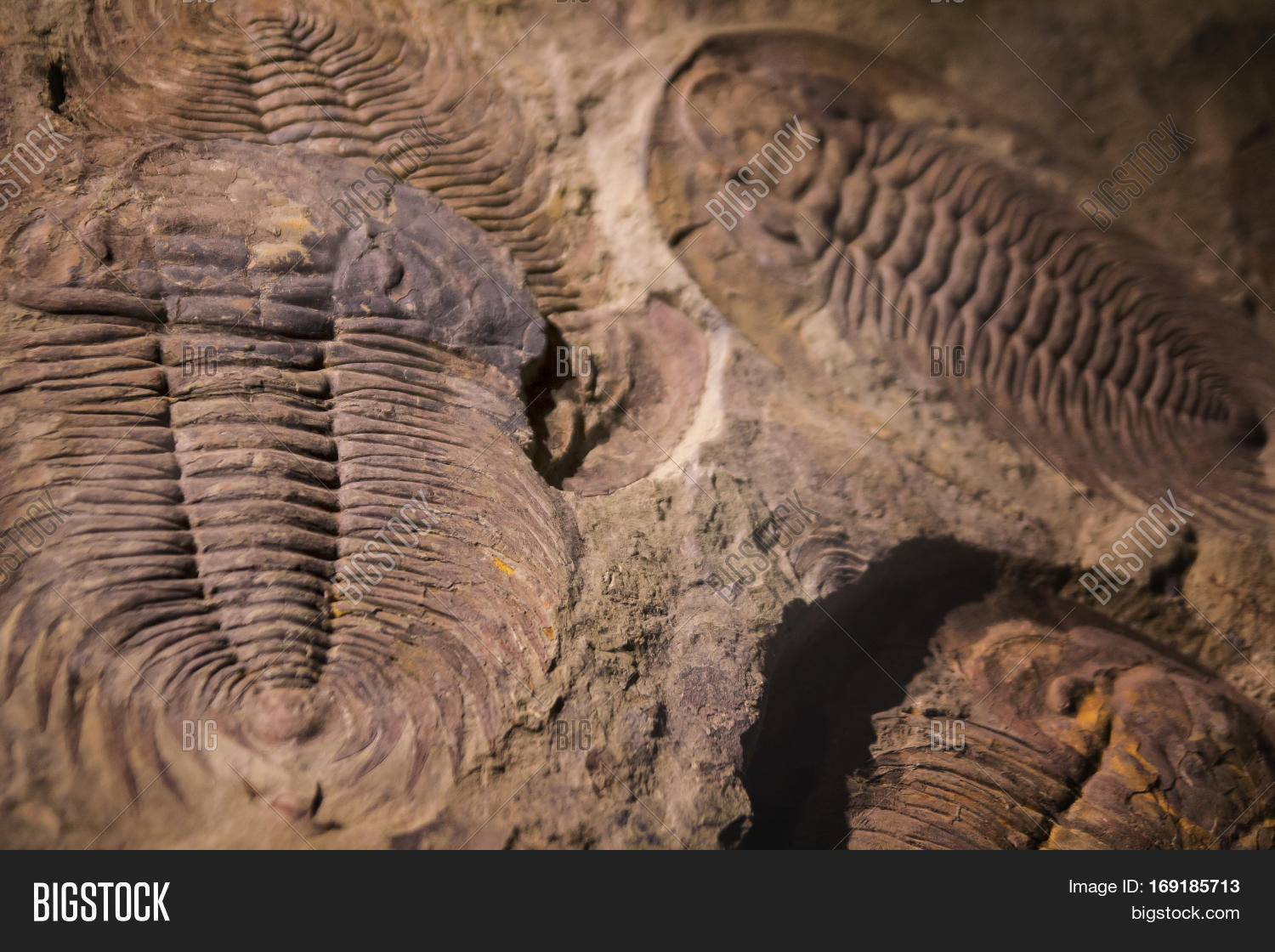 Fossil Trilobite Image & Photo (Free Trial) | Bigstock
