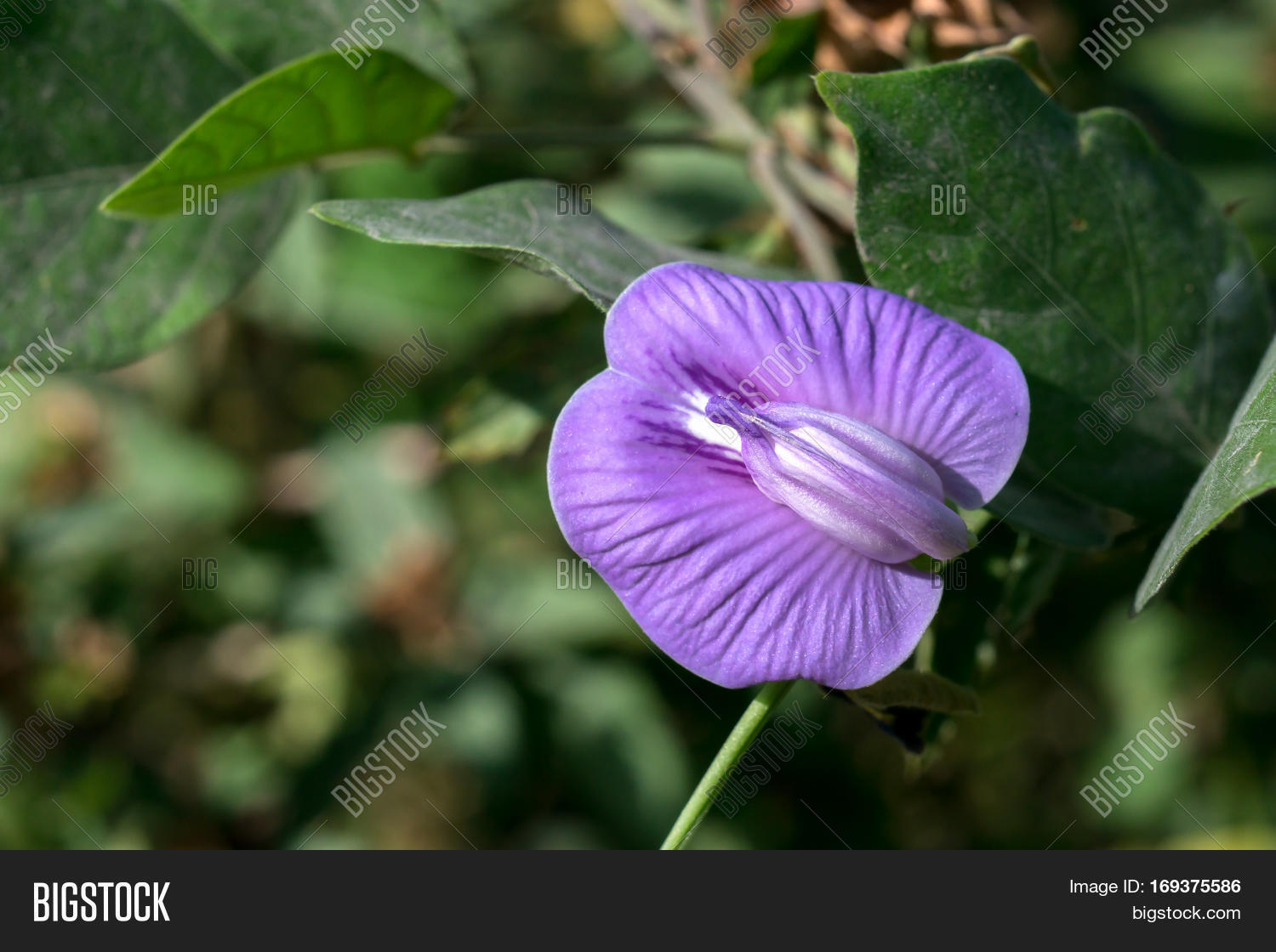 Weed Violet Bean Image & Photo (Free Trial) | Bigstock