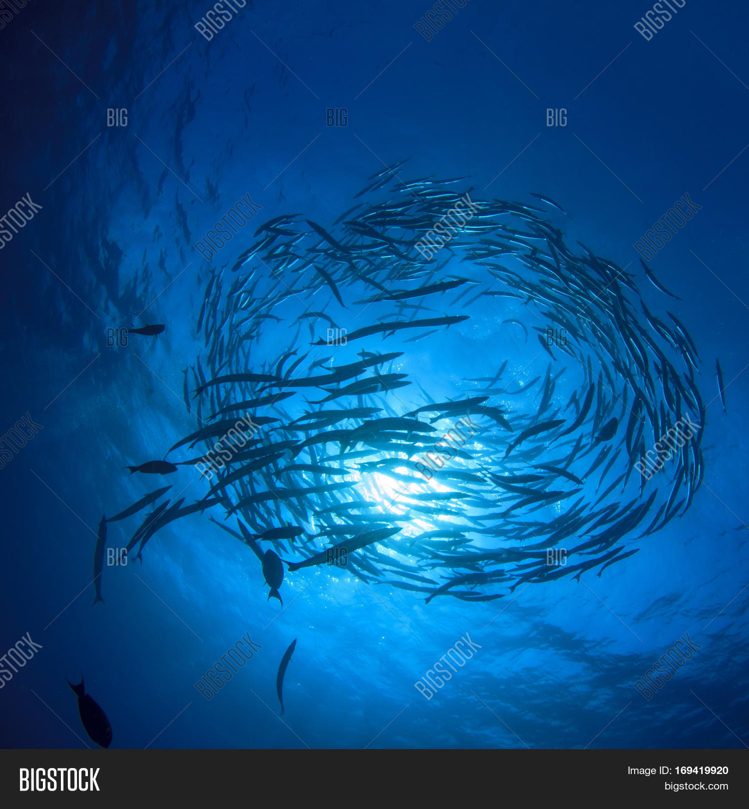Barracuda Fish School Image & Photo (Free Trial) | Bigstock