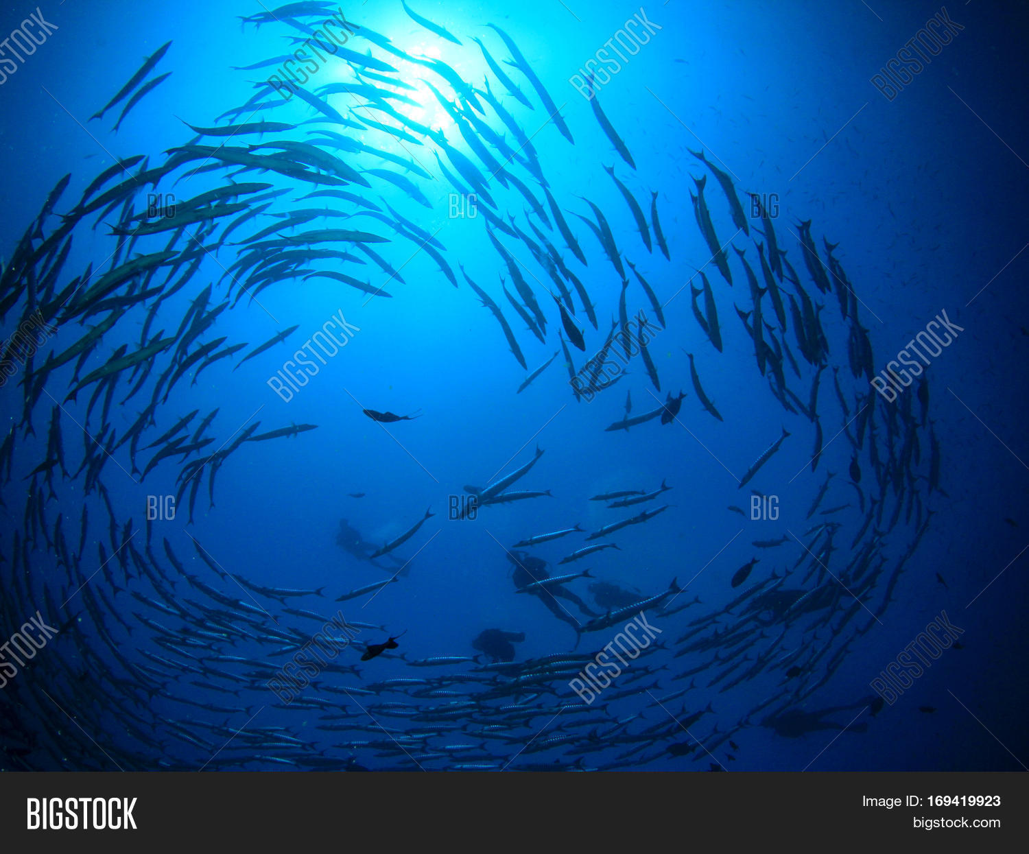 Barracuda Fish Scuba Image & Photo (Free Trial) | Bigstock