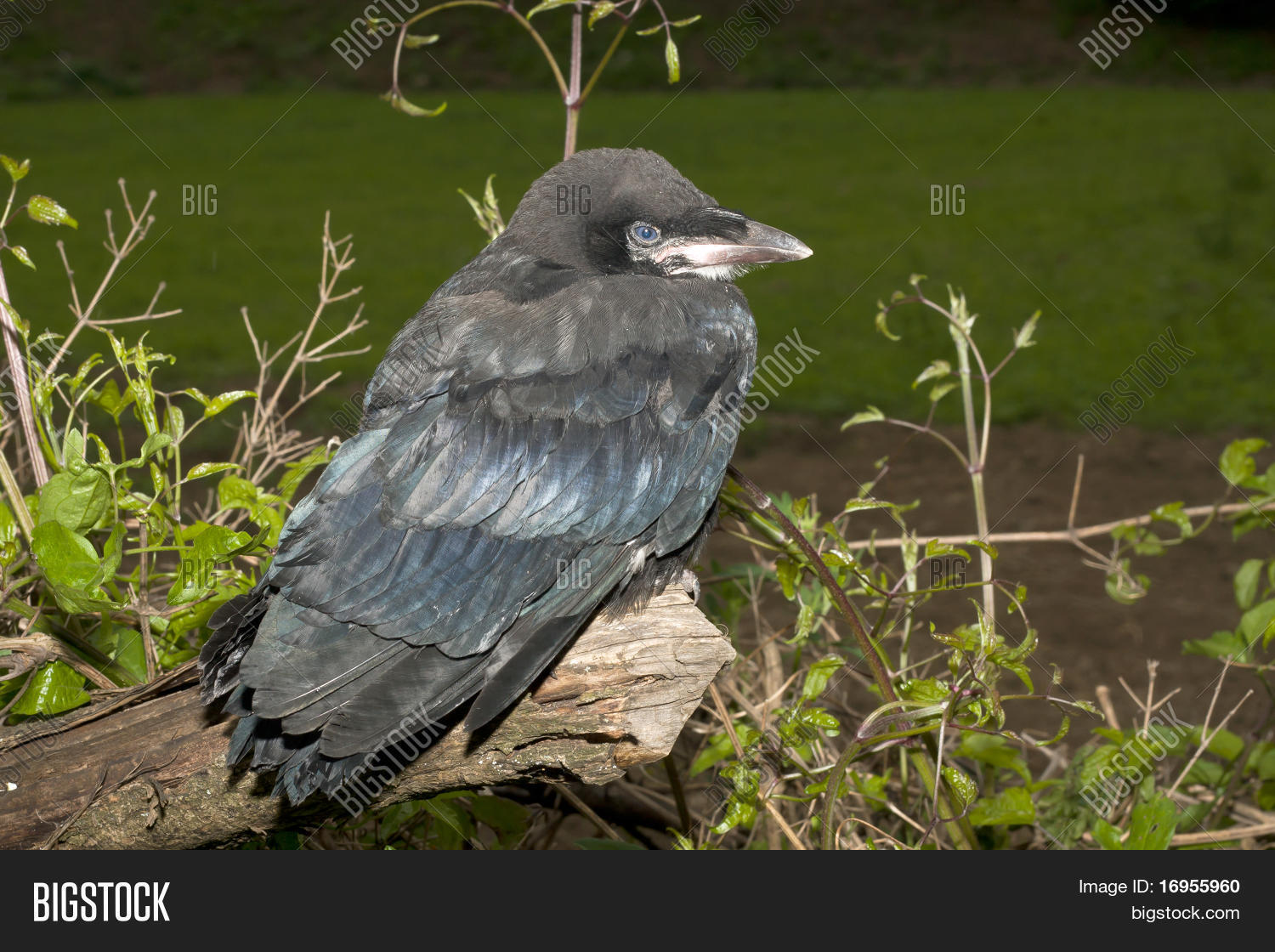 Chick Rook (Corvus Image & Photo (Free Trial) | Bigstock