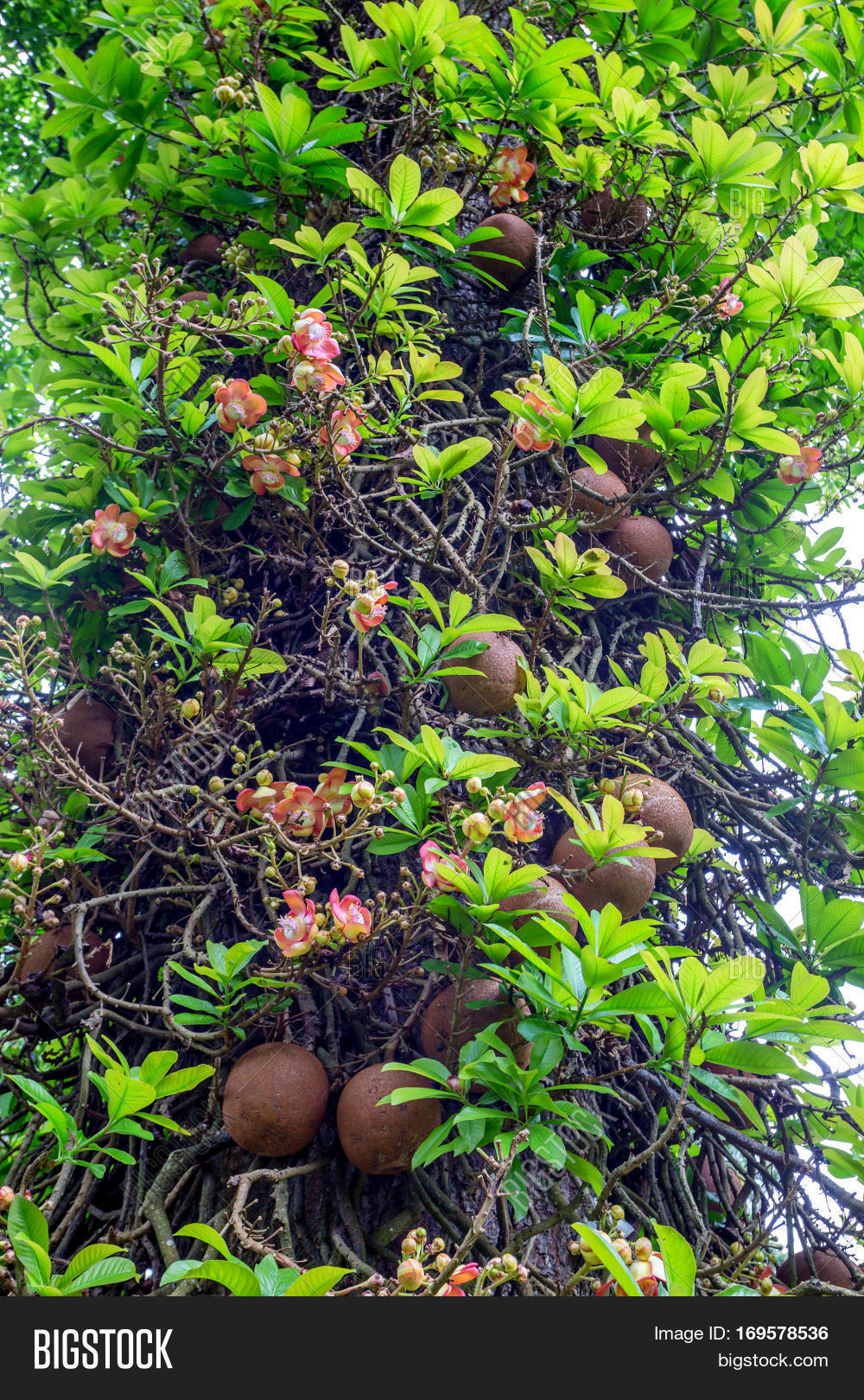 Couroupita Guianensis Image & Photo (Free Trial) | Bigstock