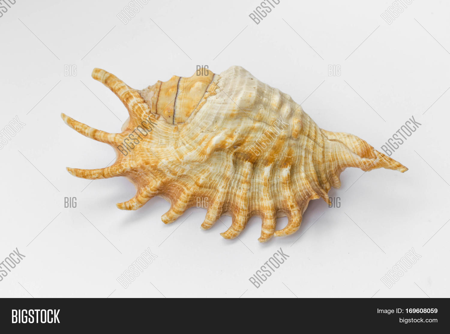 Giant Spider Conch Image & Photo (Free Trial) | Bigstock