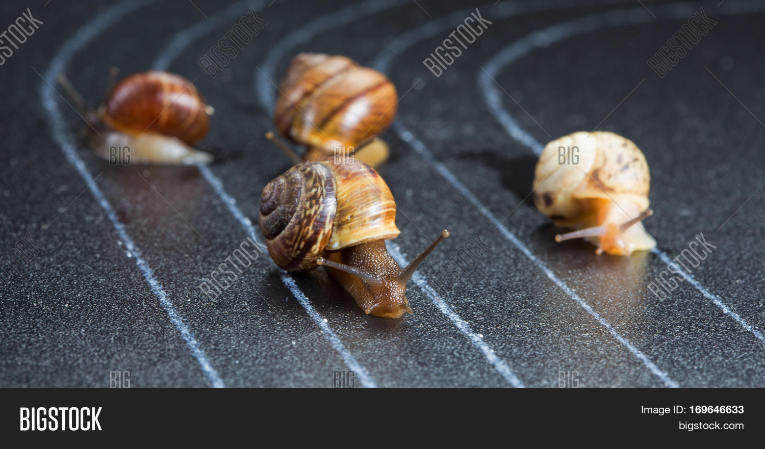 Snails On Athletic Image & Photo (Free Trial) | Bigstock