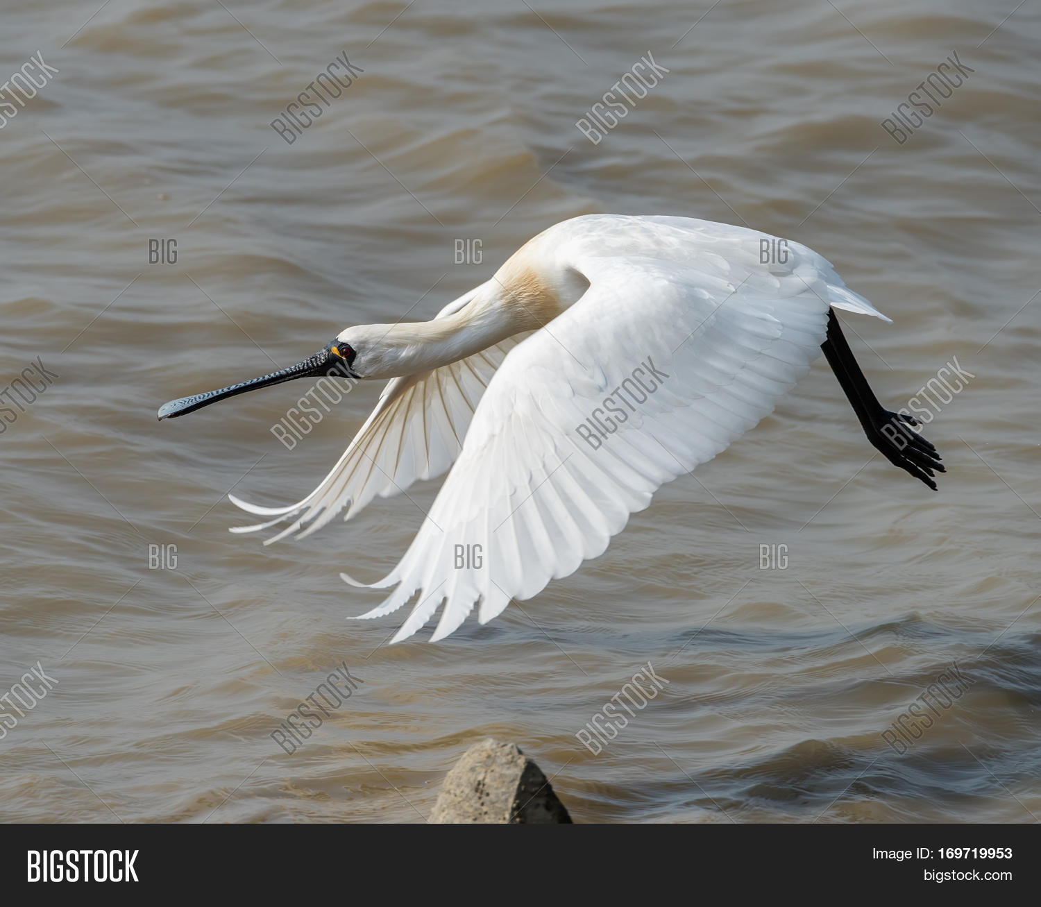 Black-faced Spoonbill Image & Photo (Free Trial) | Bigstock