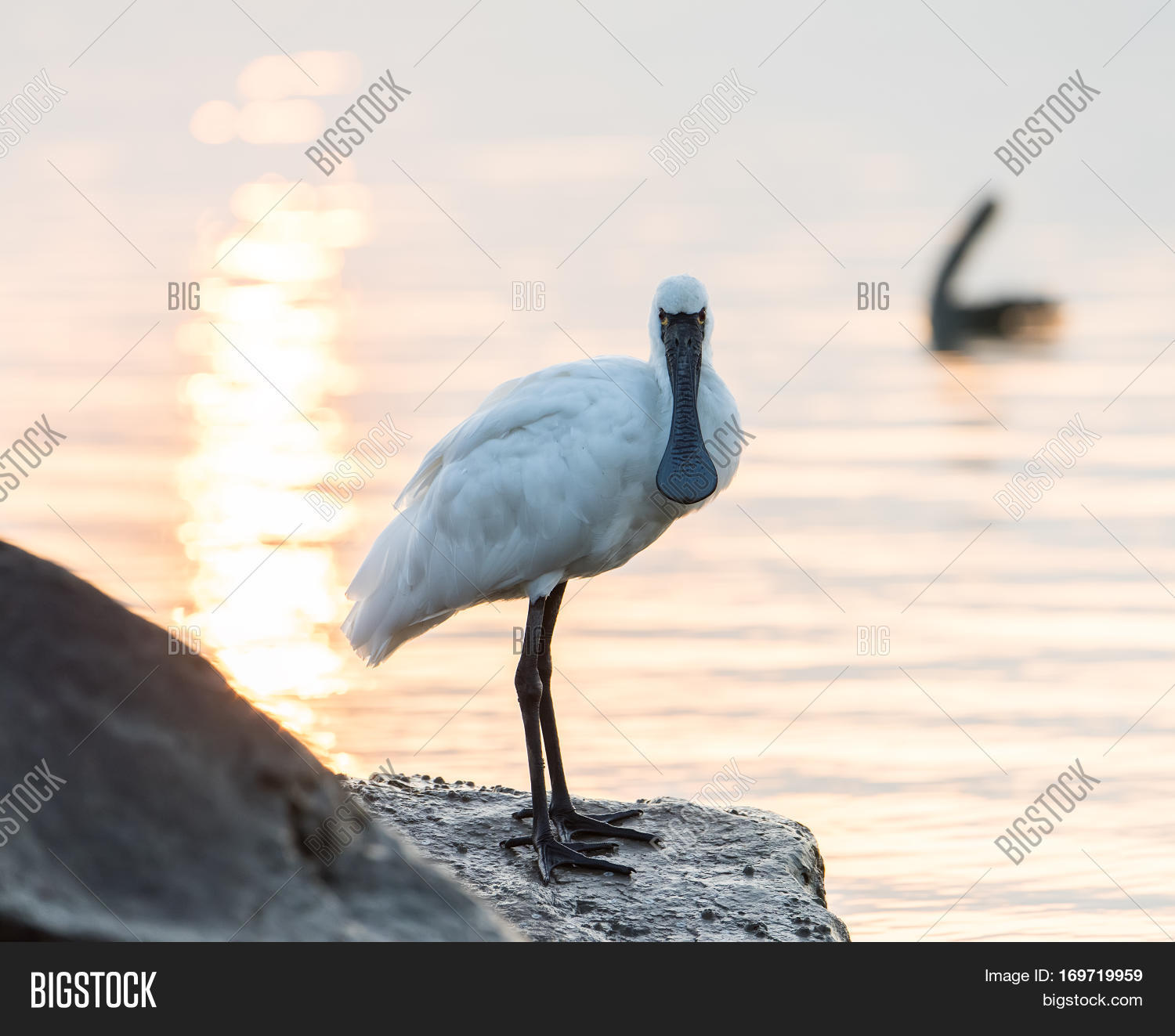 Black-faced Spoonbill Image & Photo (Free Trial) | Bigstock