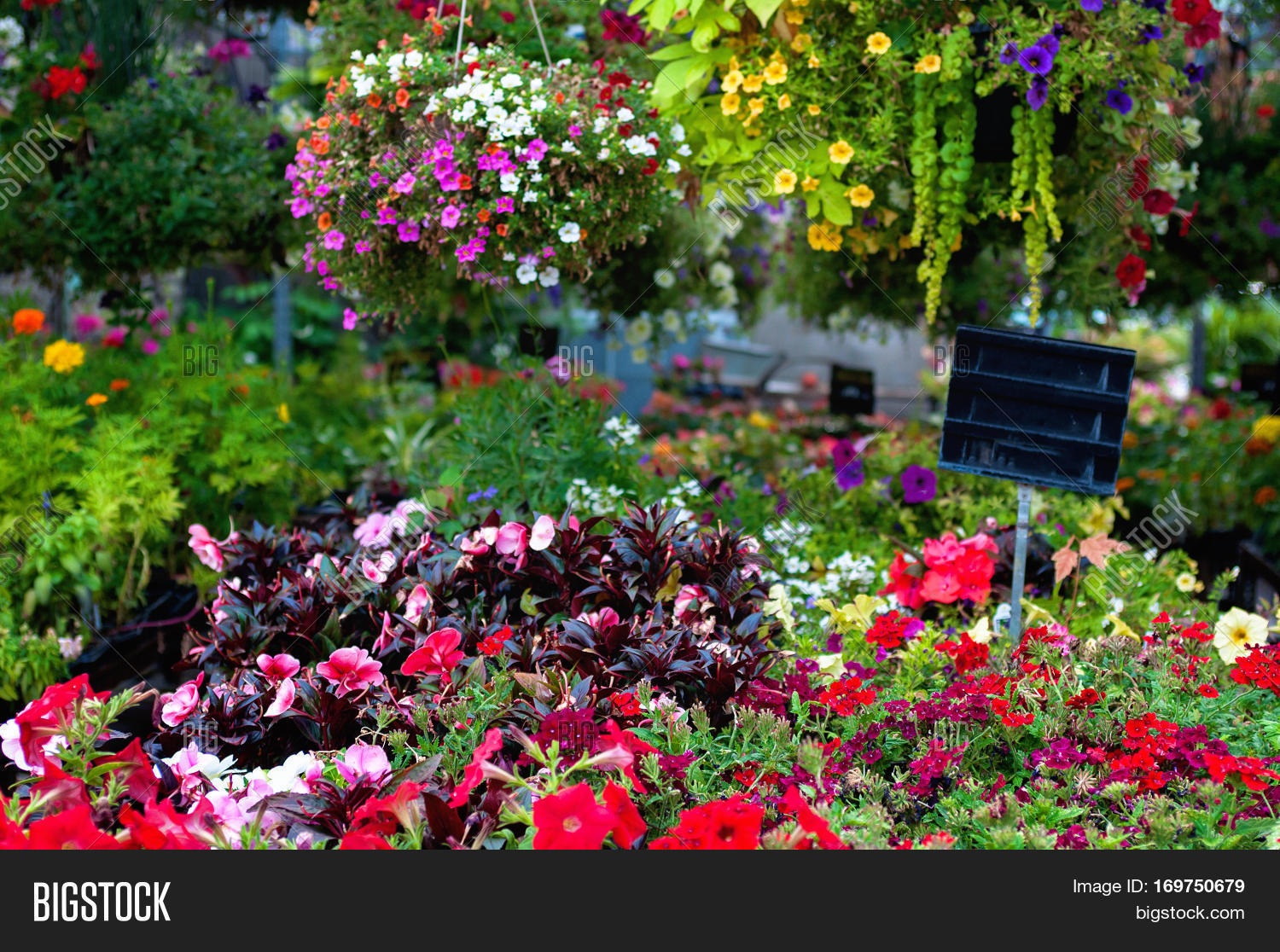 Variety Plants Flowers Image & Photo (Free Trial) | Bigstock