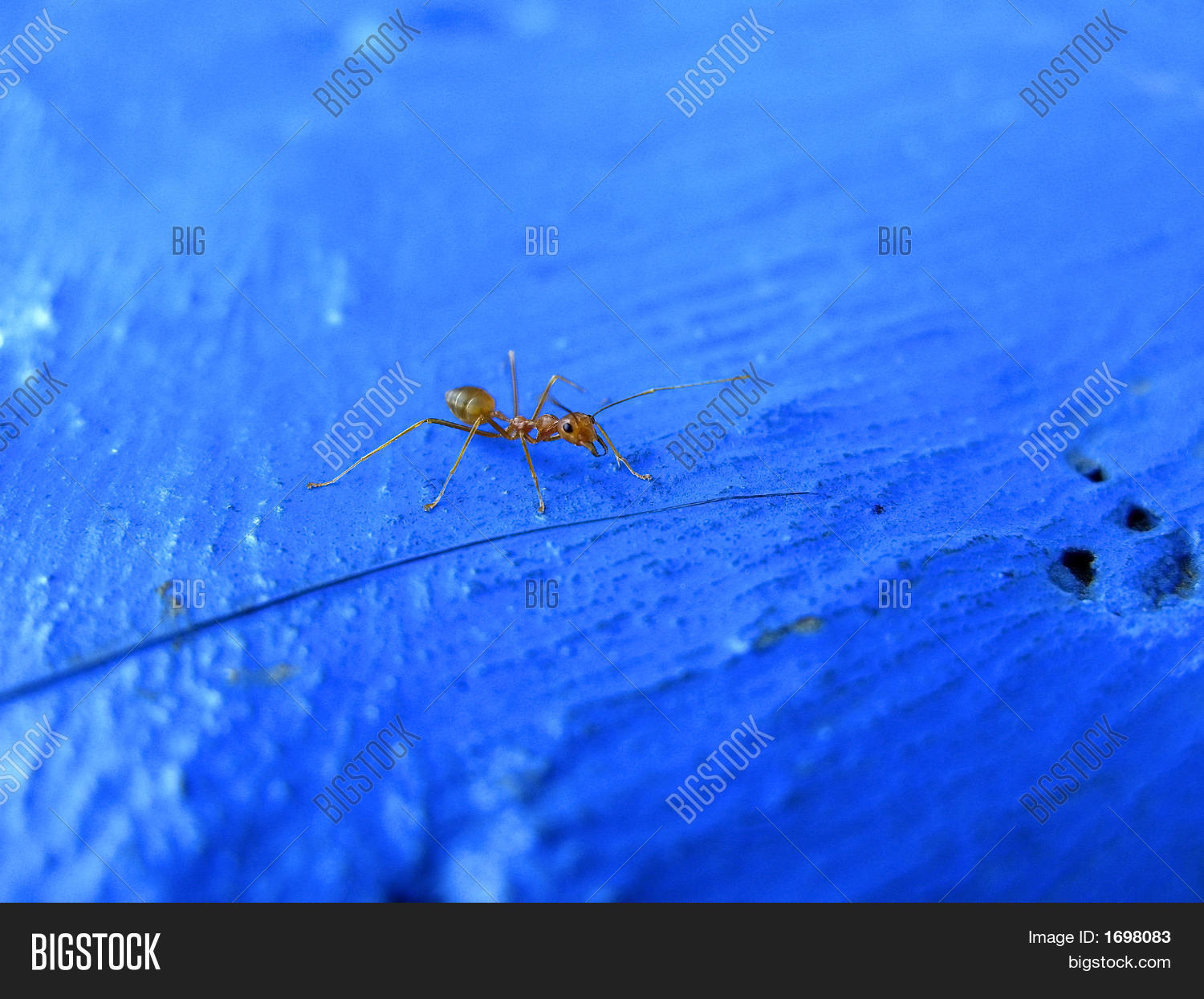 Solitary Red Ant Image & Photo (Free Trial) | Bigstock