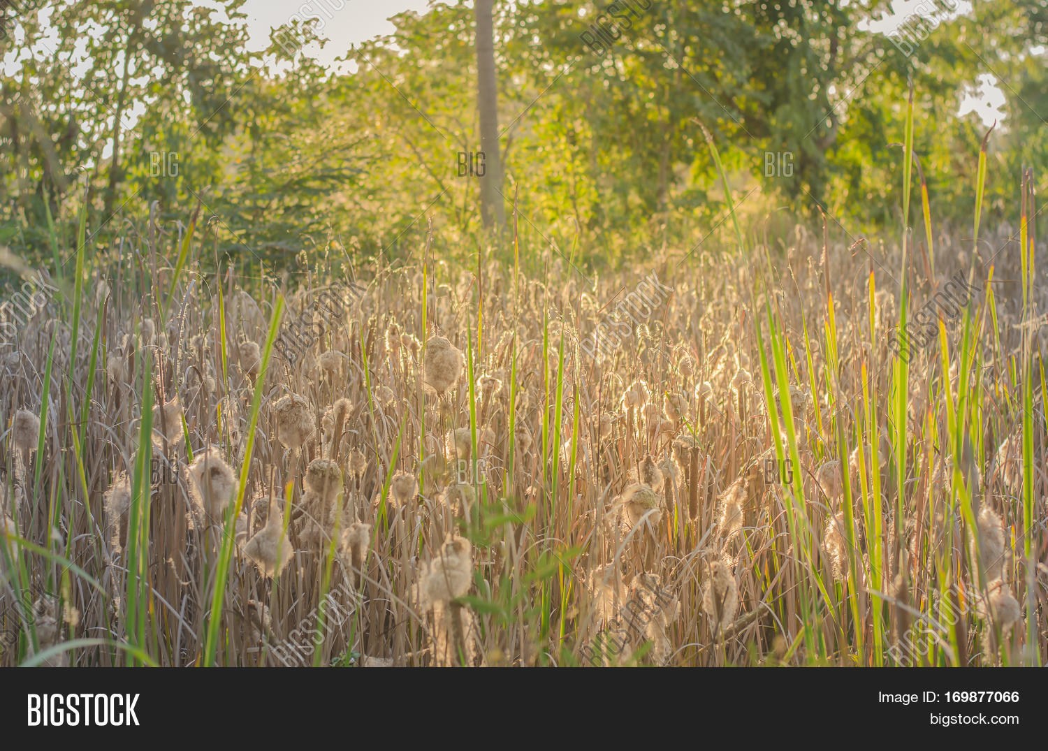 Typha Angustifolia Image & Photo (Free Trial) | Bigstock