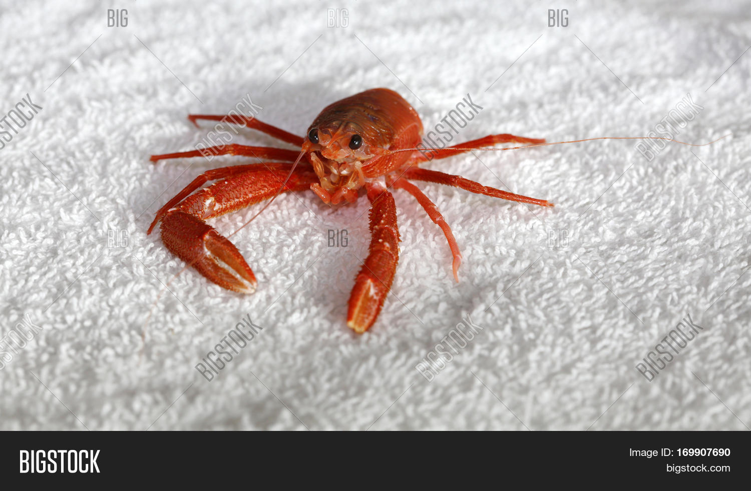 Close View Red Pelagic Image & Photo (Free Trial) | Bigstock