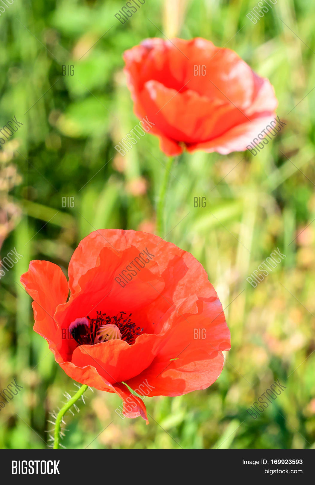 Papaver Rhoeas Red Image & Photo (Free Trial) | Bigstock