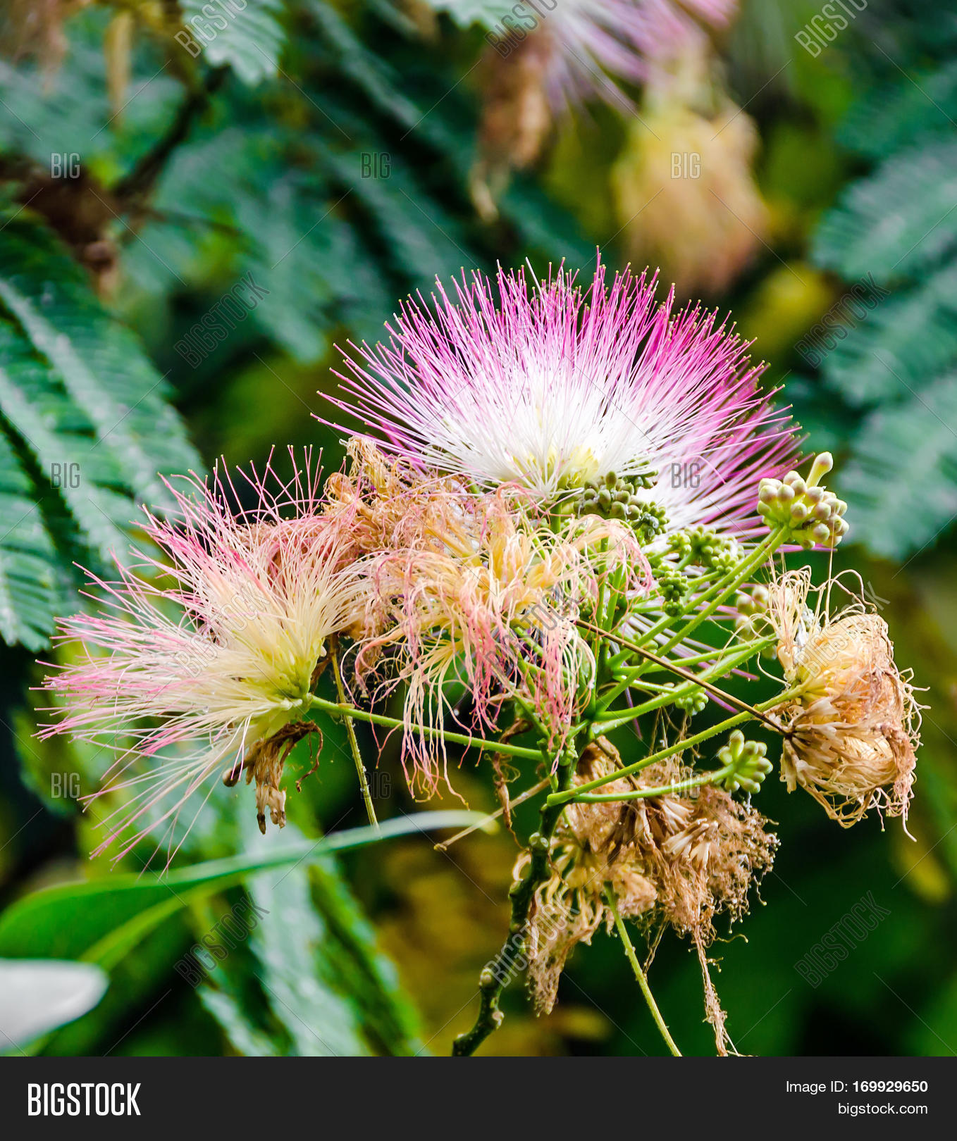 Albizia Julibrissin Image & Photo (Free Trial) | Bigstock