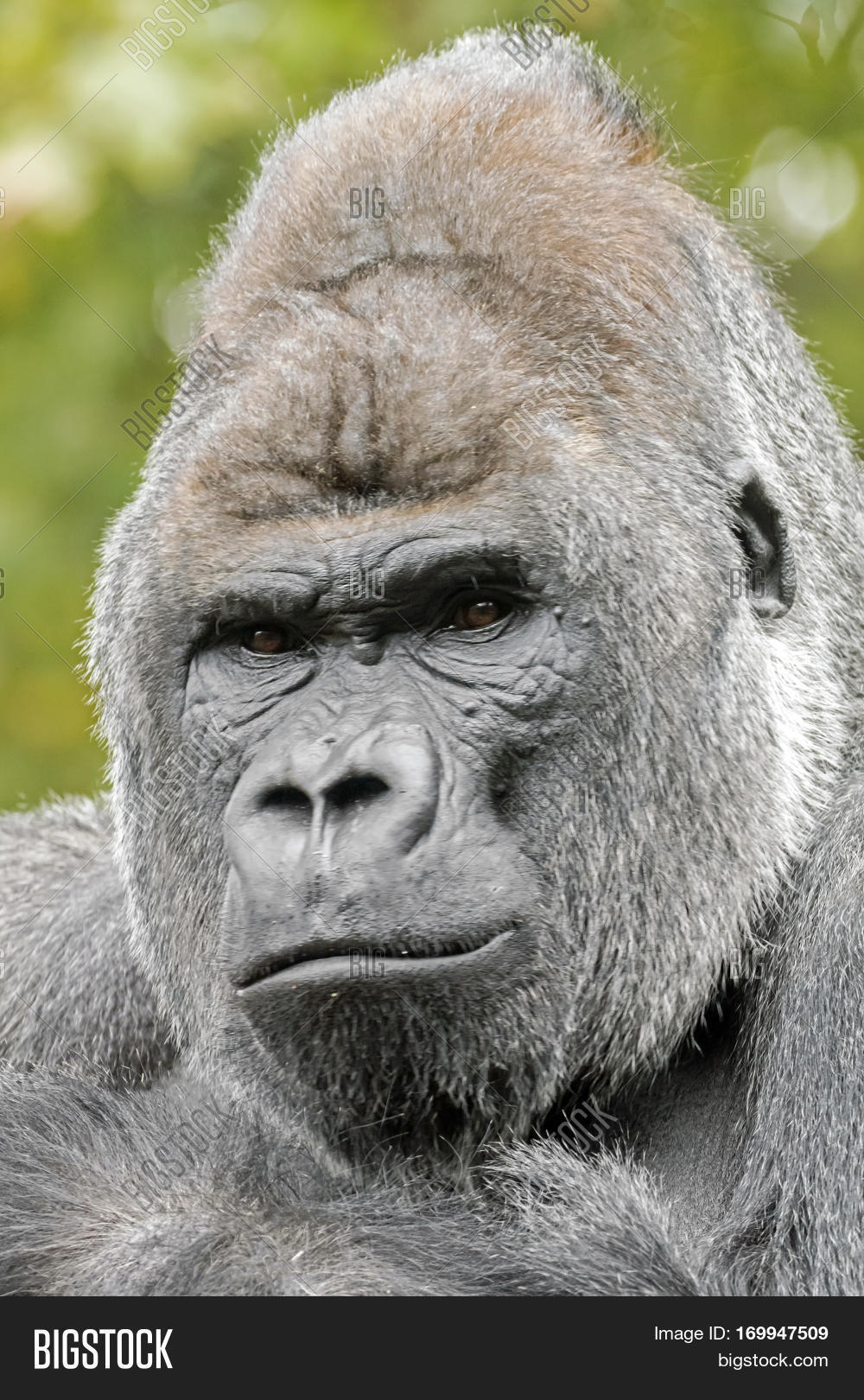 Male Silverback Image & Photo (Free Trial) | Bigstock