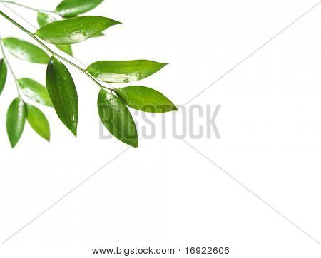 Blank Green Leaf Image & Photo (Free Trial) | Bigstock