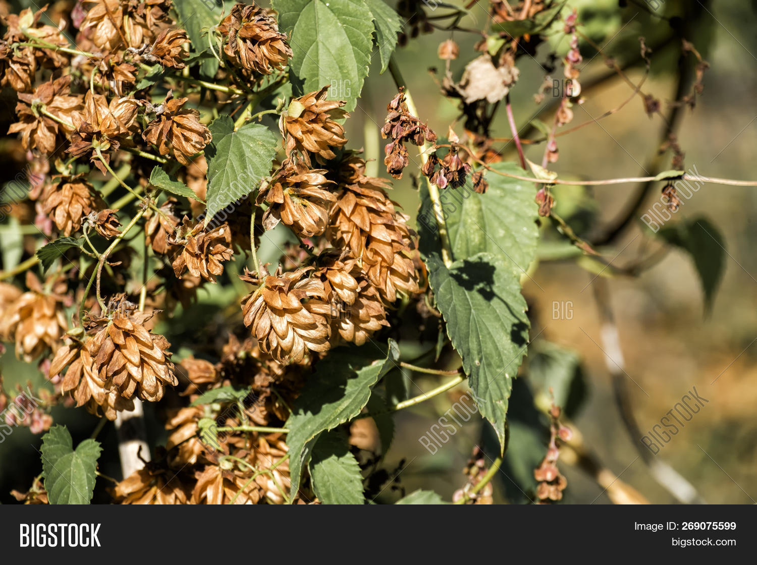 Dry Hop Cones. Common Image & Photo (Free Trial) | Bigstock