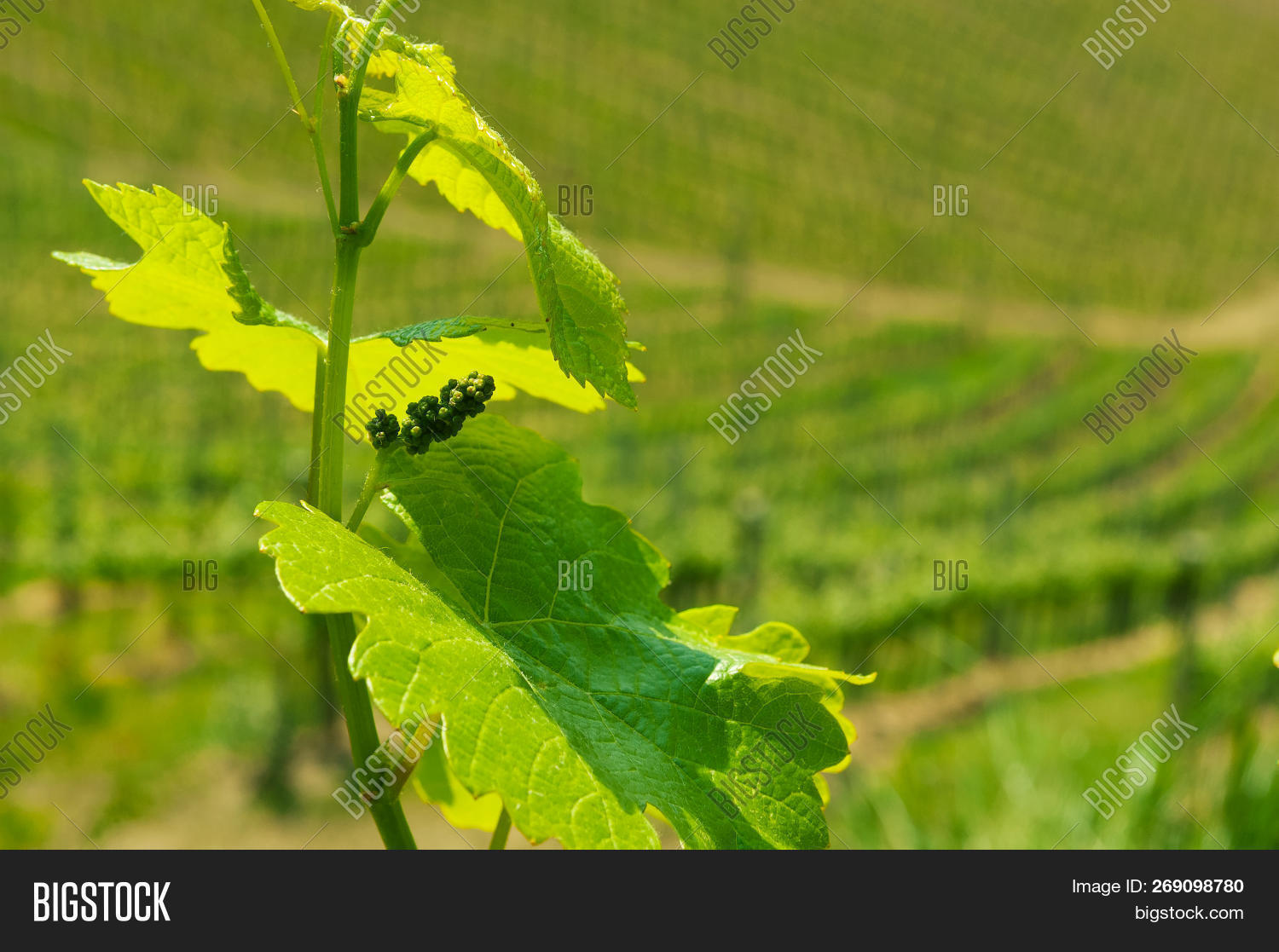 Closeup Wine Leaves Image & Photo (Free Trial) | Bigstock