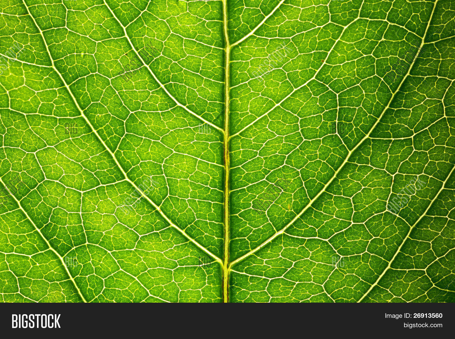 Green Leaf Texture Image & Photo (Free Trial) | Bigstock