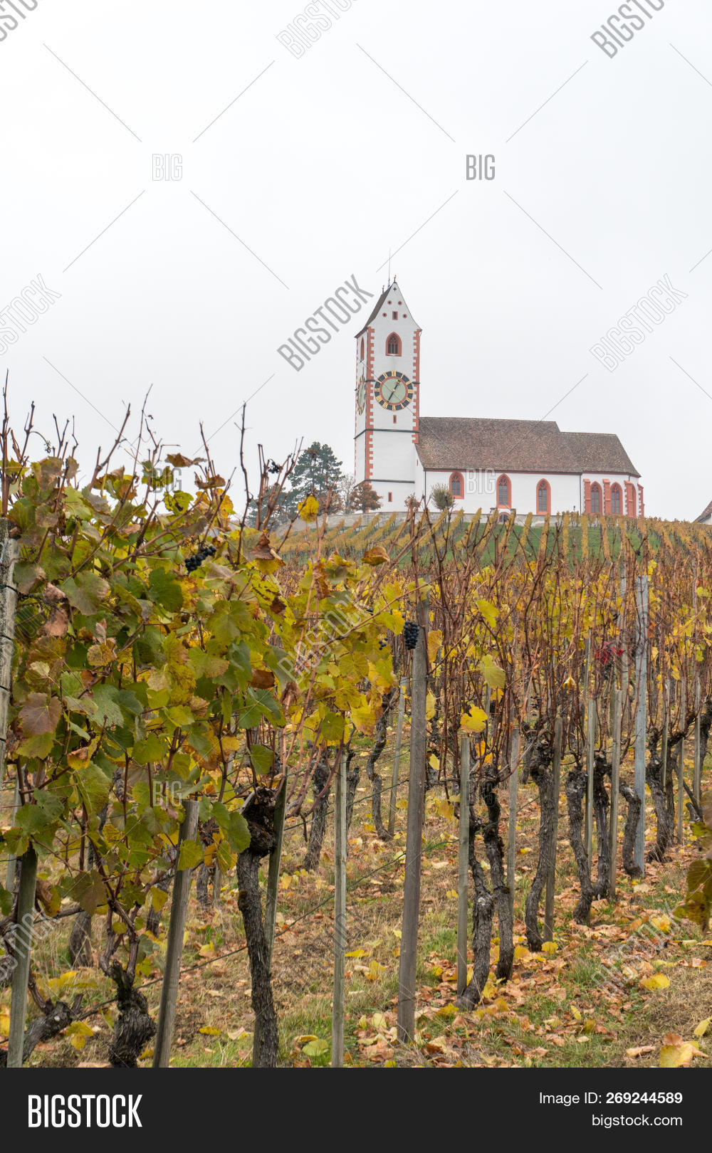 Golden Grapevines Ripe Image & Photo (Free Trial) | Bigstock