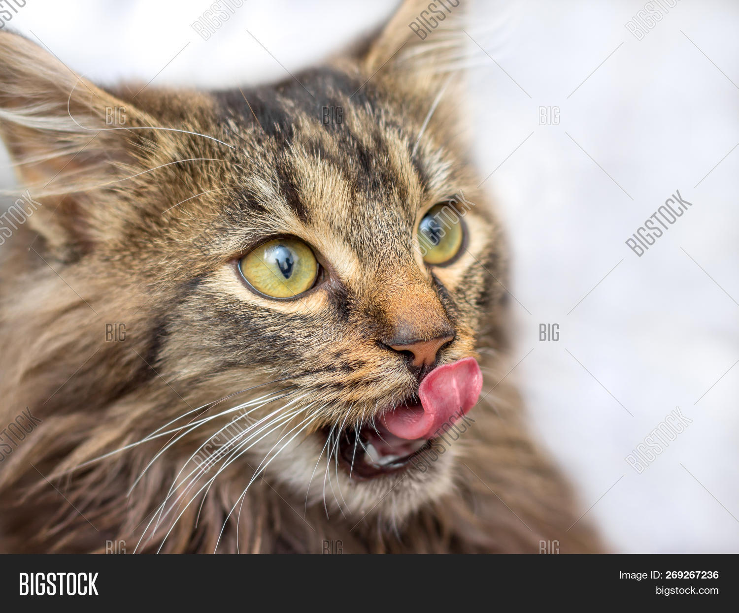 Small Fluffy Cat Image & Photo (Free Trial) | Bigstock