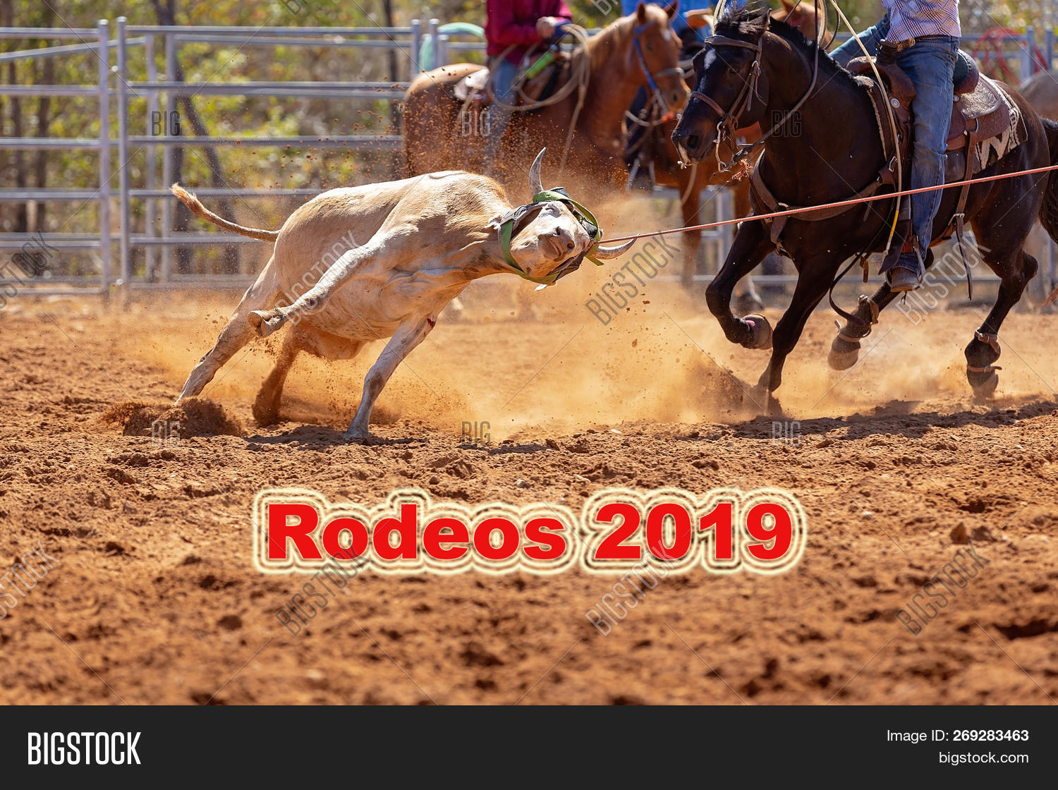 Rodeos 2019. Calf Image & Photo (Free Trial) | Bigstock