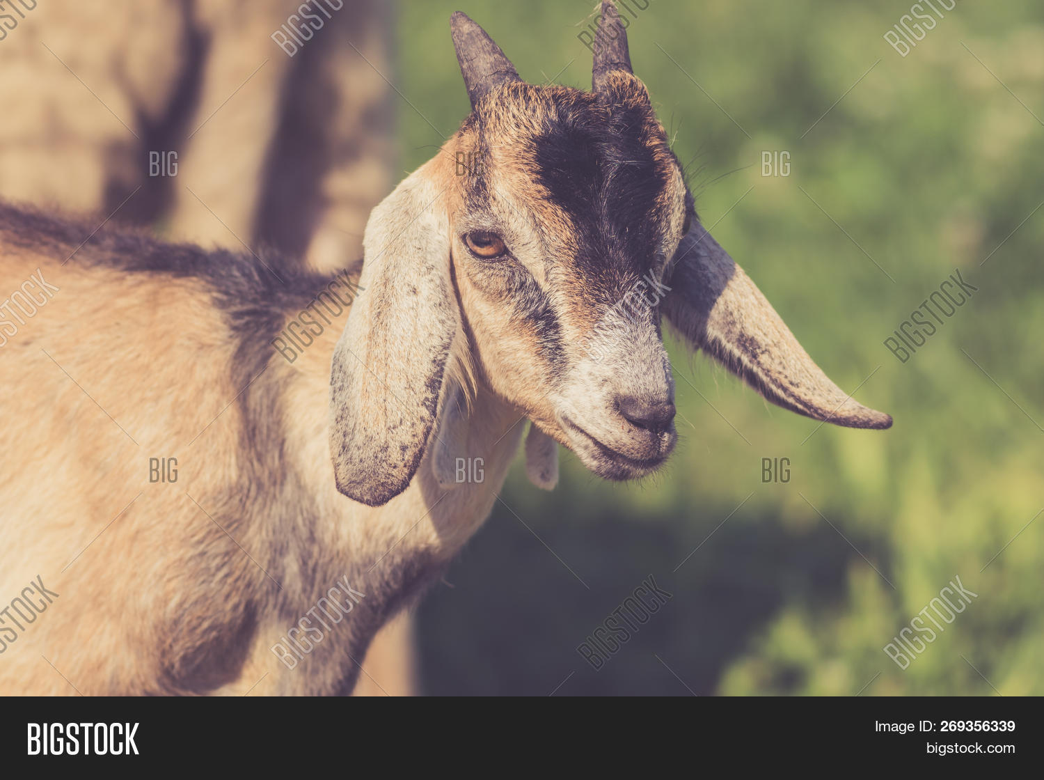 Goat Kid Lop Ears Tiny Image & Photo (Free Trial) | Bigstock