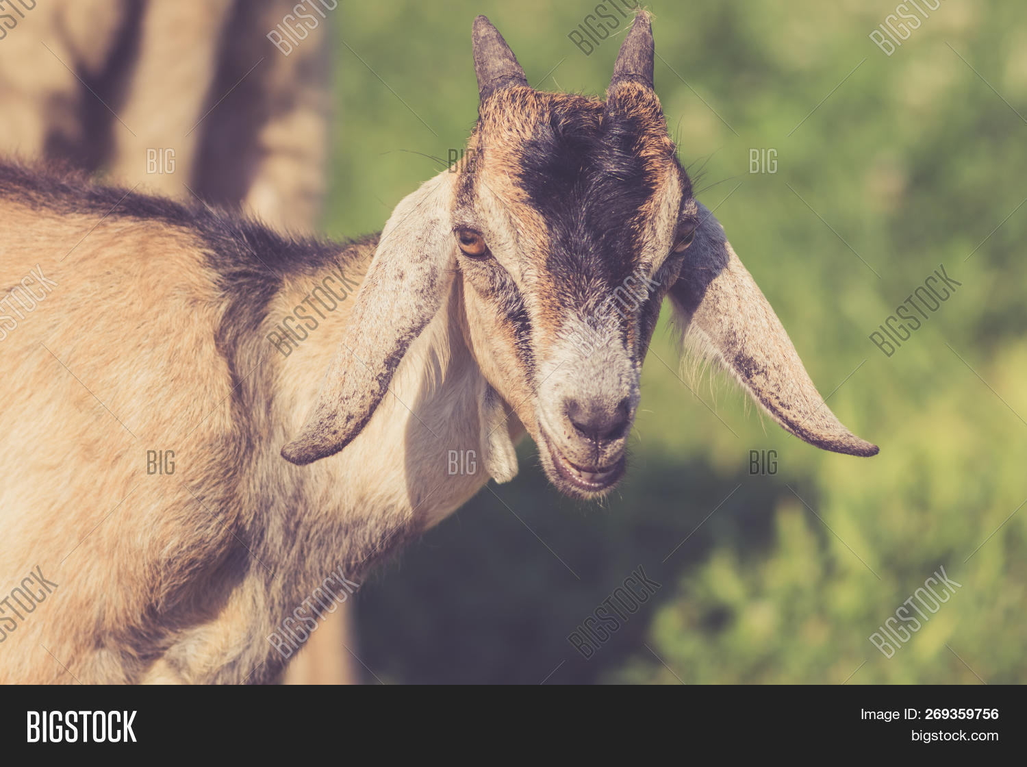 Goat Kid Lop Ears Tiny Image & Photo (Free Trial) | Bigstock