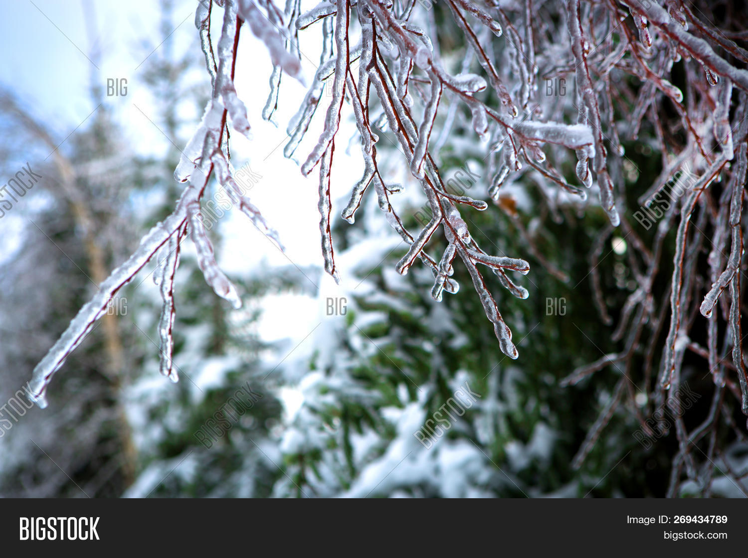 Icy Tree Branches Red Image & Photo (Free Trial) | Bigstock