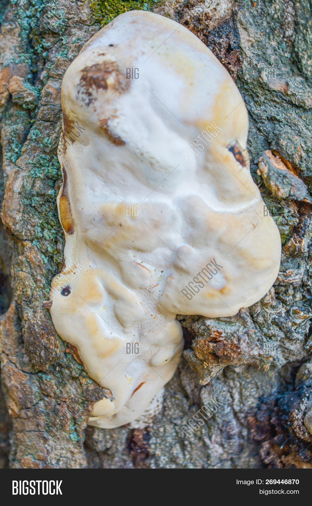 White Mushroom Fungus Image & Photo (Free Trial) | Bigstock