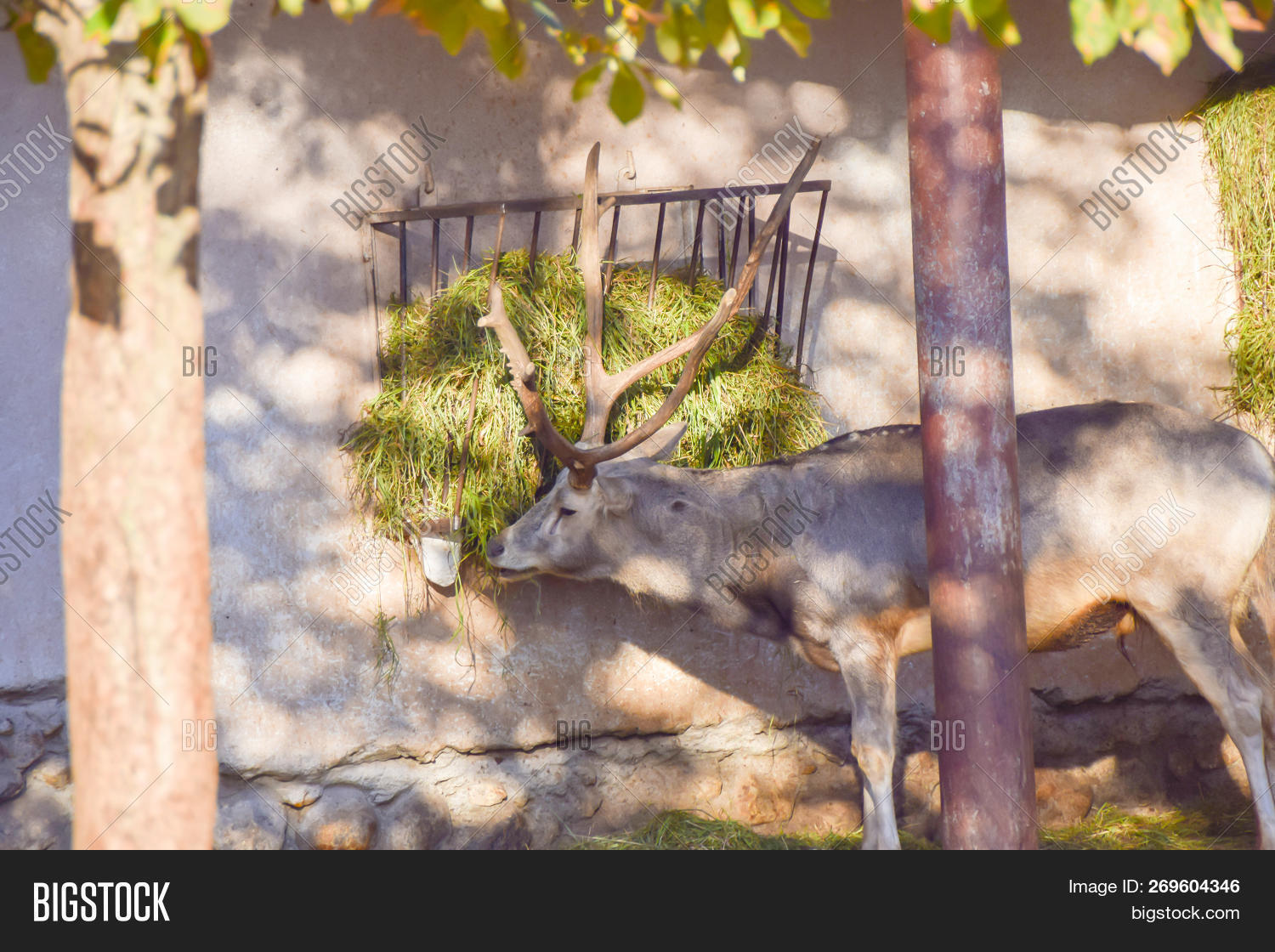 Big Strong Deer Horns Image & Photo (Free Trial) | Bigstock