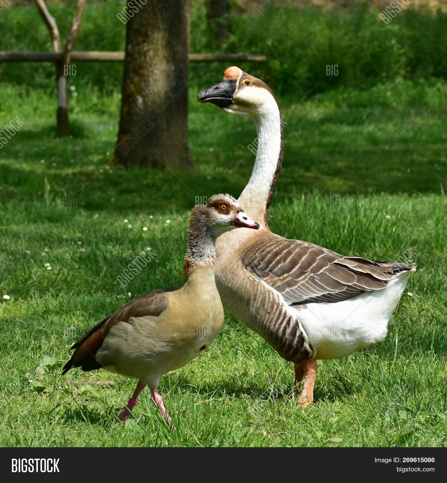 Female Maleof Goose Image & Photo (Free Trial) | Bigstock