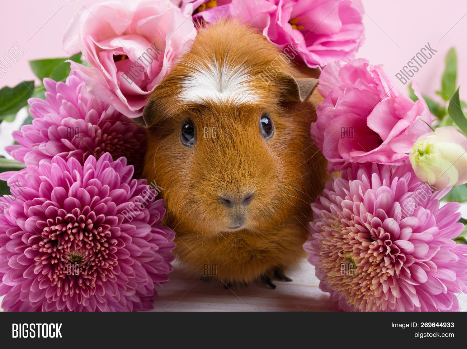 Cute Funny Guinea Pig Image & Photo (Free Trial) | Bigstock
