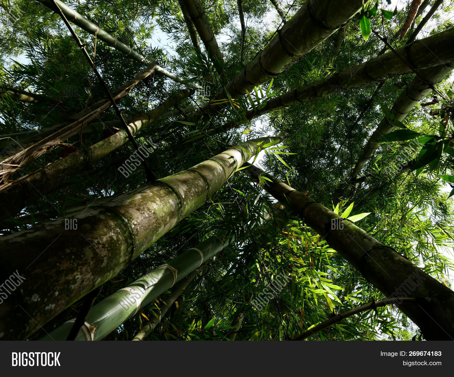 Bambu Tree Forest Low Image & Photo (Free Trial) | Bigstock