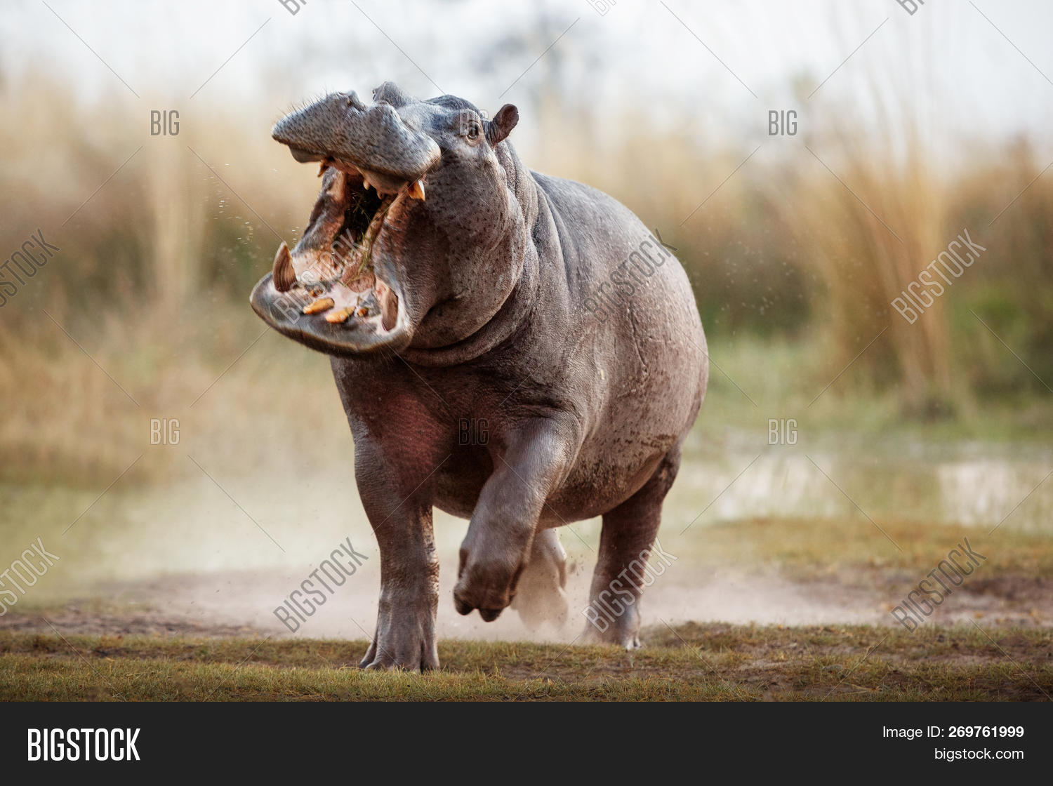 Aggressive Hippo Male Image & Photo (Free Trial) | Bigstock