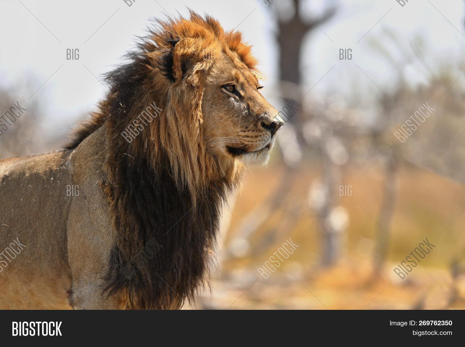 Big Lion Male Portrait Image & Photo (Free Trial) | Bigstock