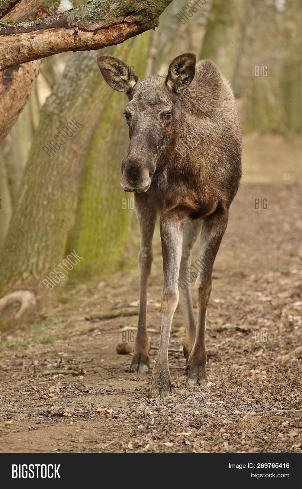 Eurasian Elk Nature Image & Photo (Free Trial) | Bigstock