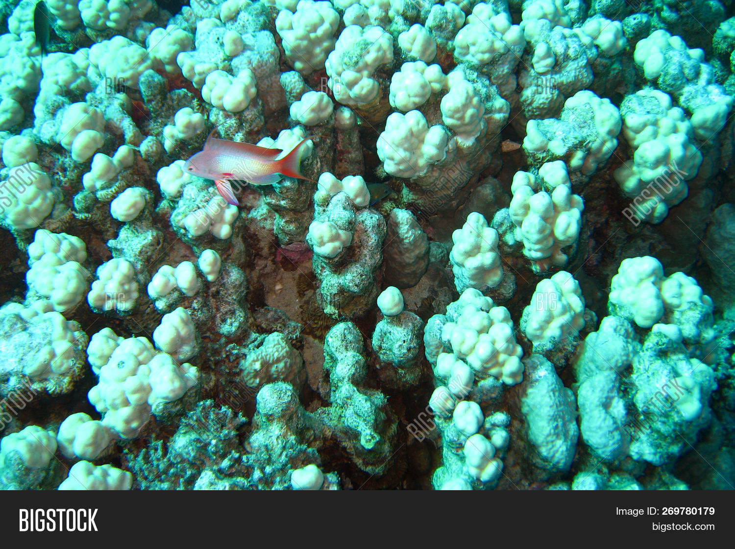 Coral Reef Red Sea. Image & Photo (Free Trial) | Bigstock