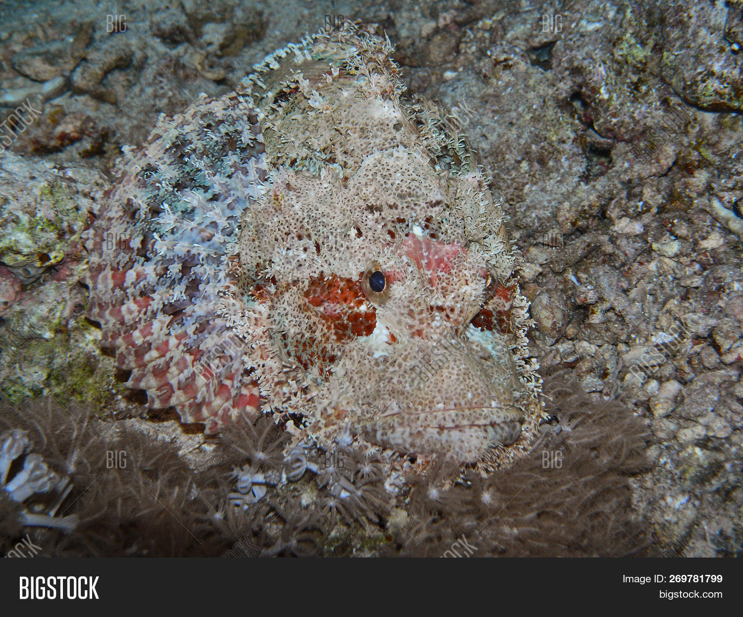 Crocodile Fish, Red Image & Photo (Free Trial) | Bigstock