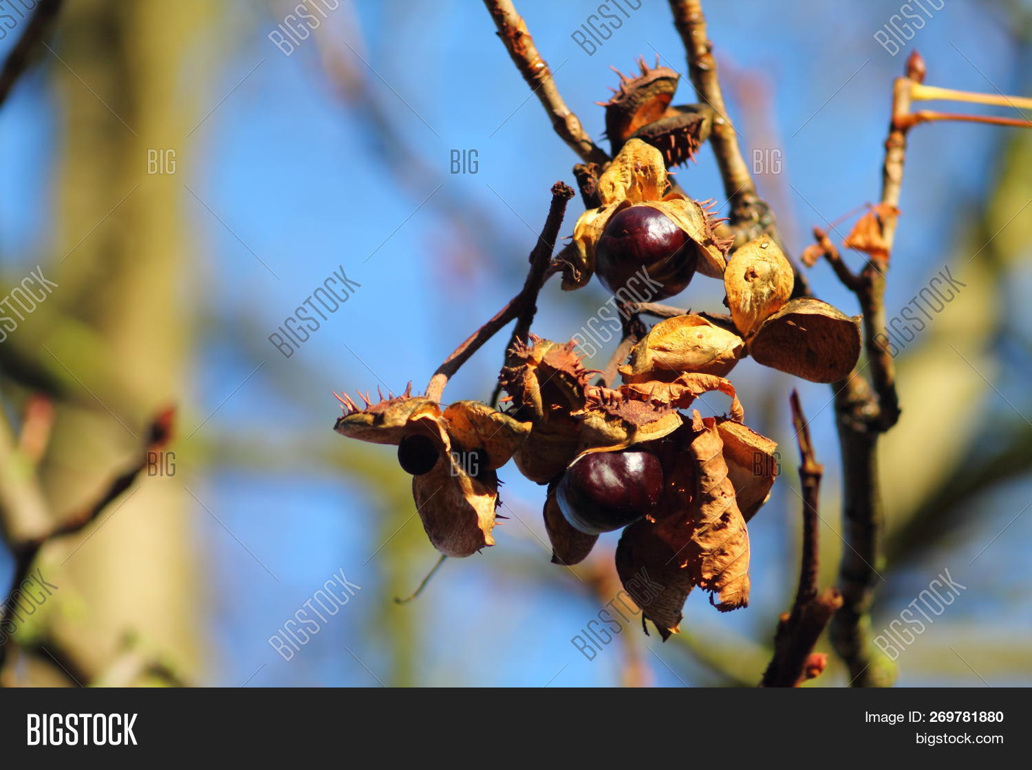Horse Chestnut Nut Image & Photo (Free Trial) | Bigstock