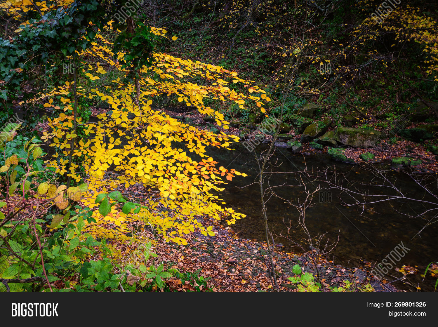 Autumn Leaves On River Image & Photo (Free Trial) | Bigstock