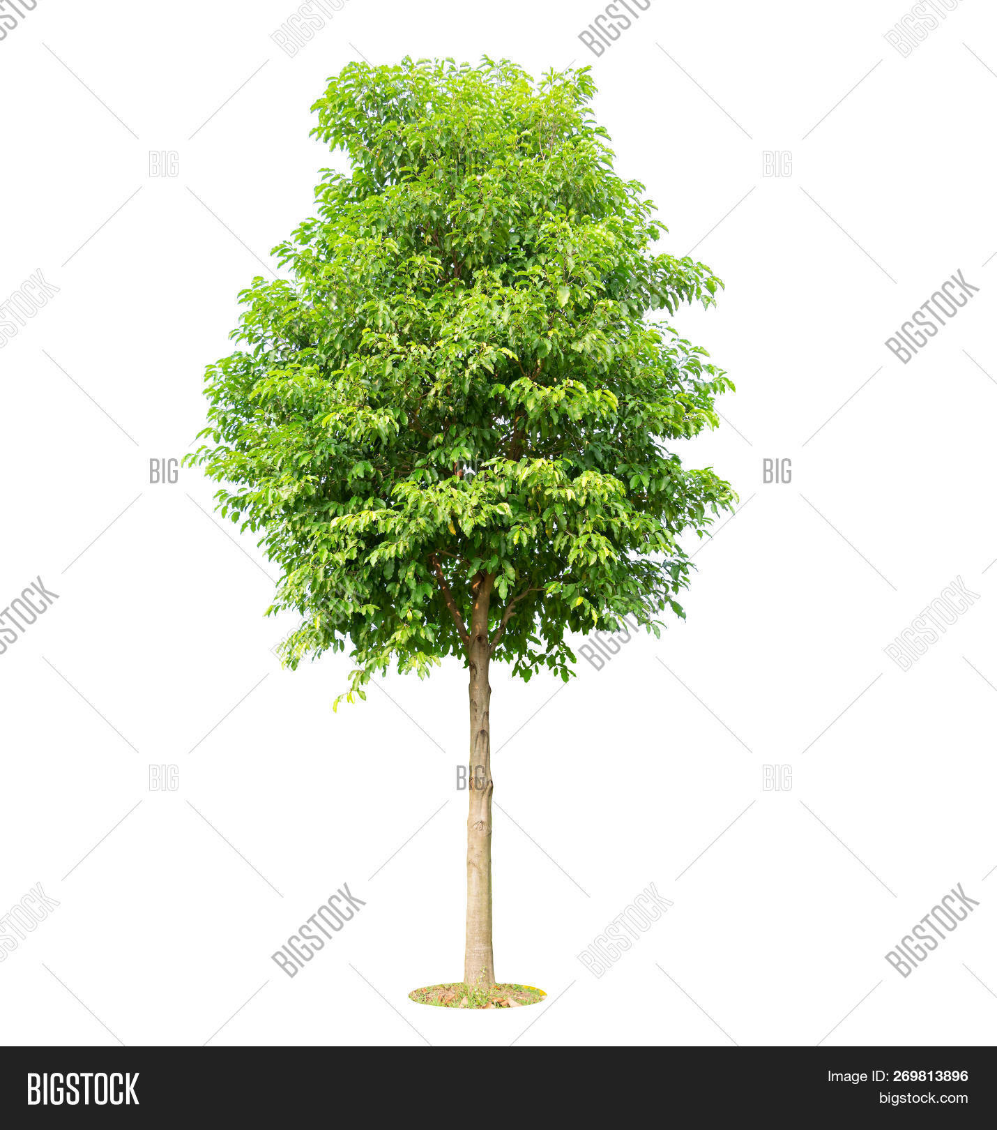 Tree Isolated On White Image & Photo (Free Trial) | Bigstock