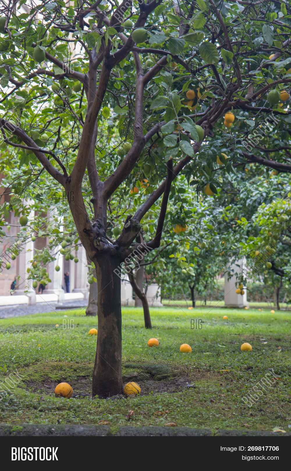 Orange Tree Italian Image & Photo (Free Trial) | Bigstock