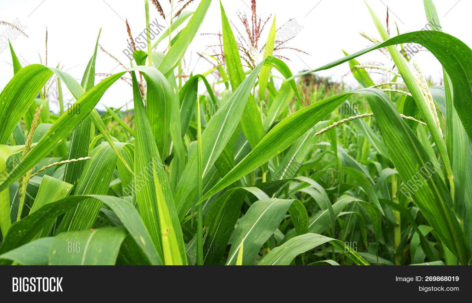 Green Corn Field / Image & Photo (Free Trial) | Bigstock