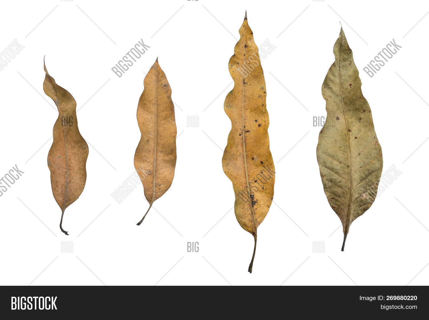 Dry Mango Leaf Texture Image & Photo (Free Trial) | Bigstock