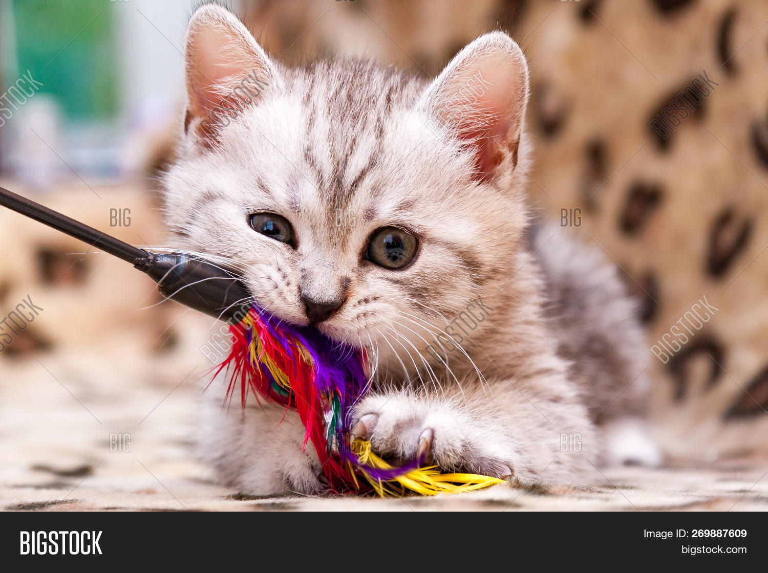 Kitten Playing Feather Image & Photo (Free Trial) | Bigstock