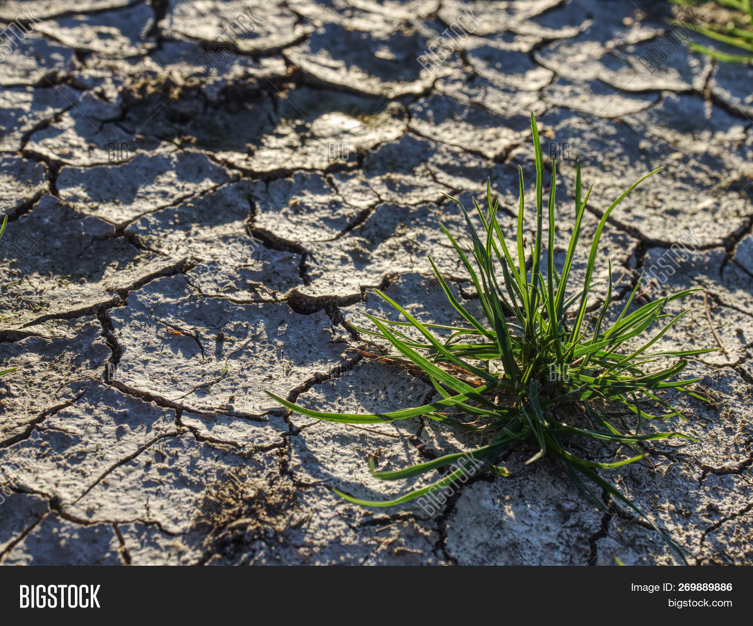 Brown Parched Land Image & Photo (Free Trial) | Bigstock